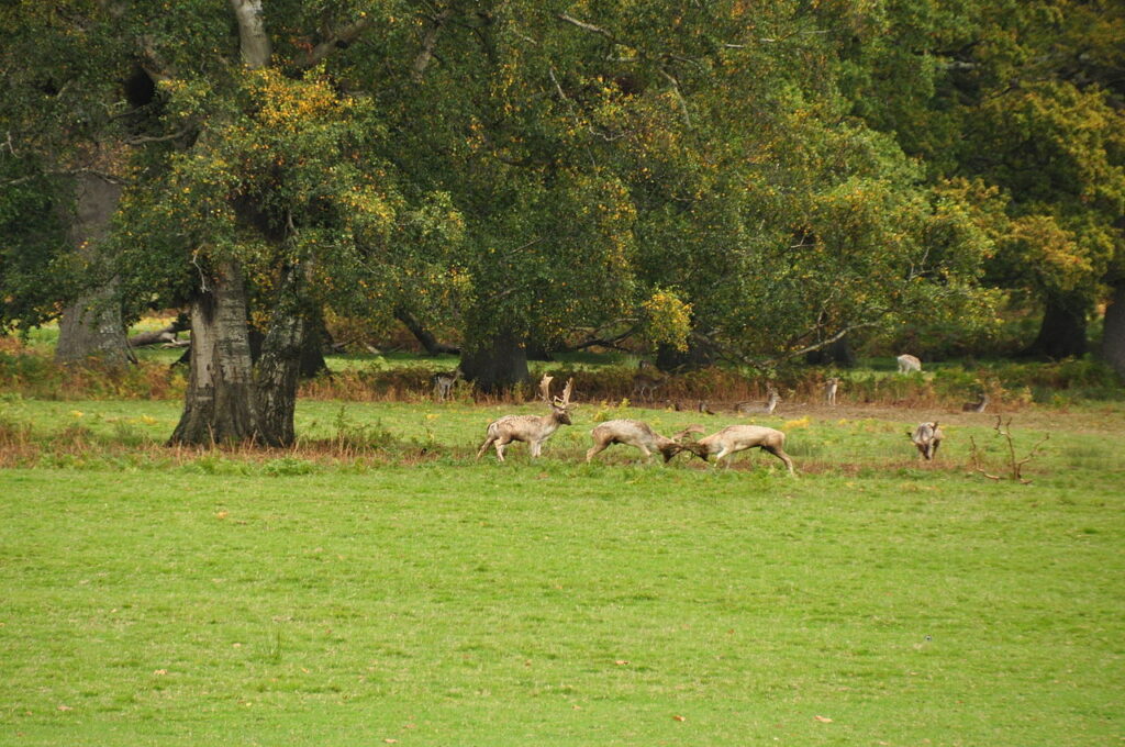 Powderham Castle - Estates and Castles